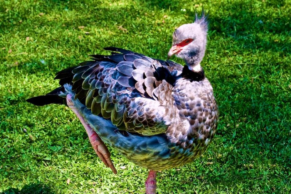 Recipe for Uruguayan chaja: the famous sponge cake from Uruguay ...